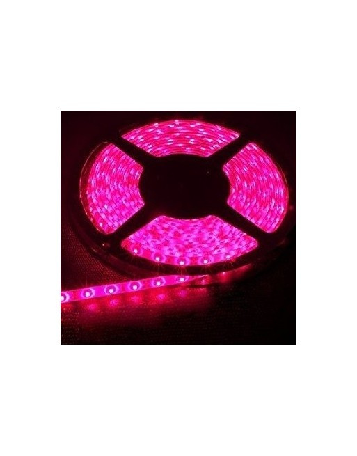 Compra Antrolite Luces LED Rosa, 5 Metros, 5 Piezas, AL-3528-60-IP65-P ...